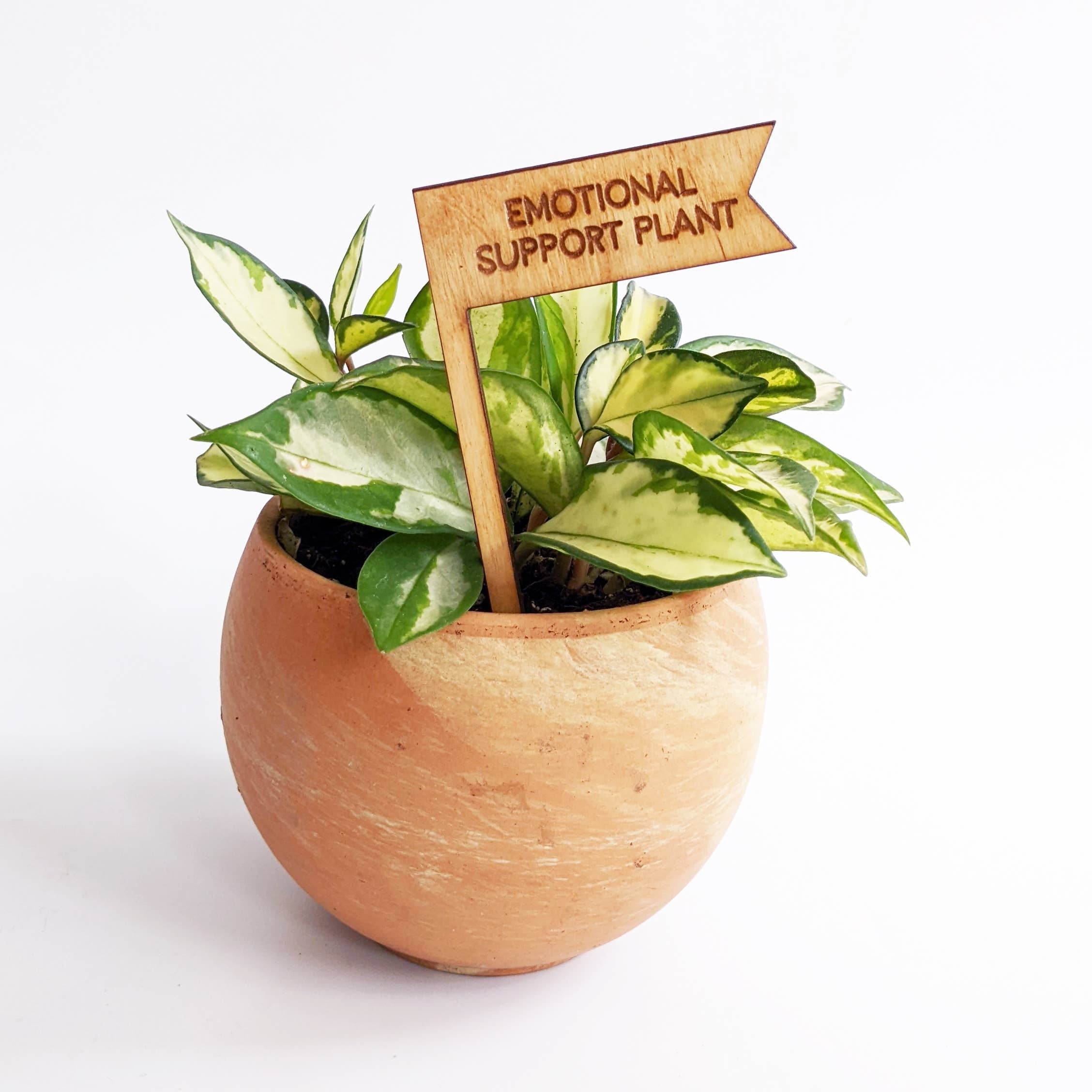Plant Sign - Emotional Support Plant | My Current Obsessions Company ...
